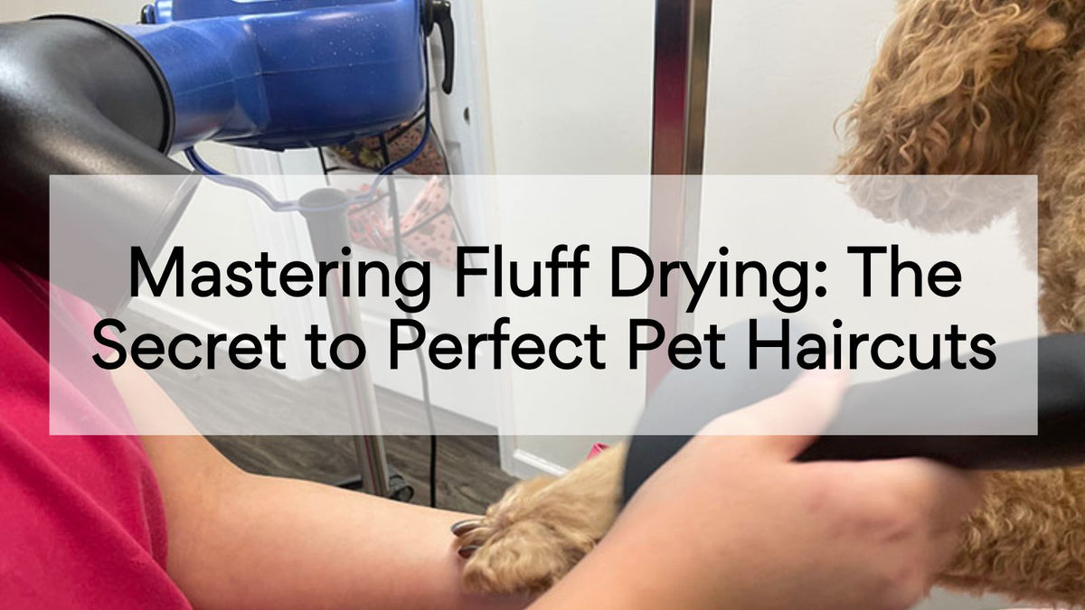 Mastering Fluff Drying: The Secret to Perfect Pet Haircuts – Retro ...
